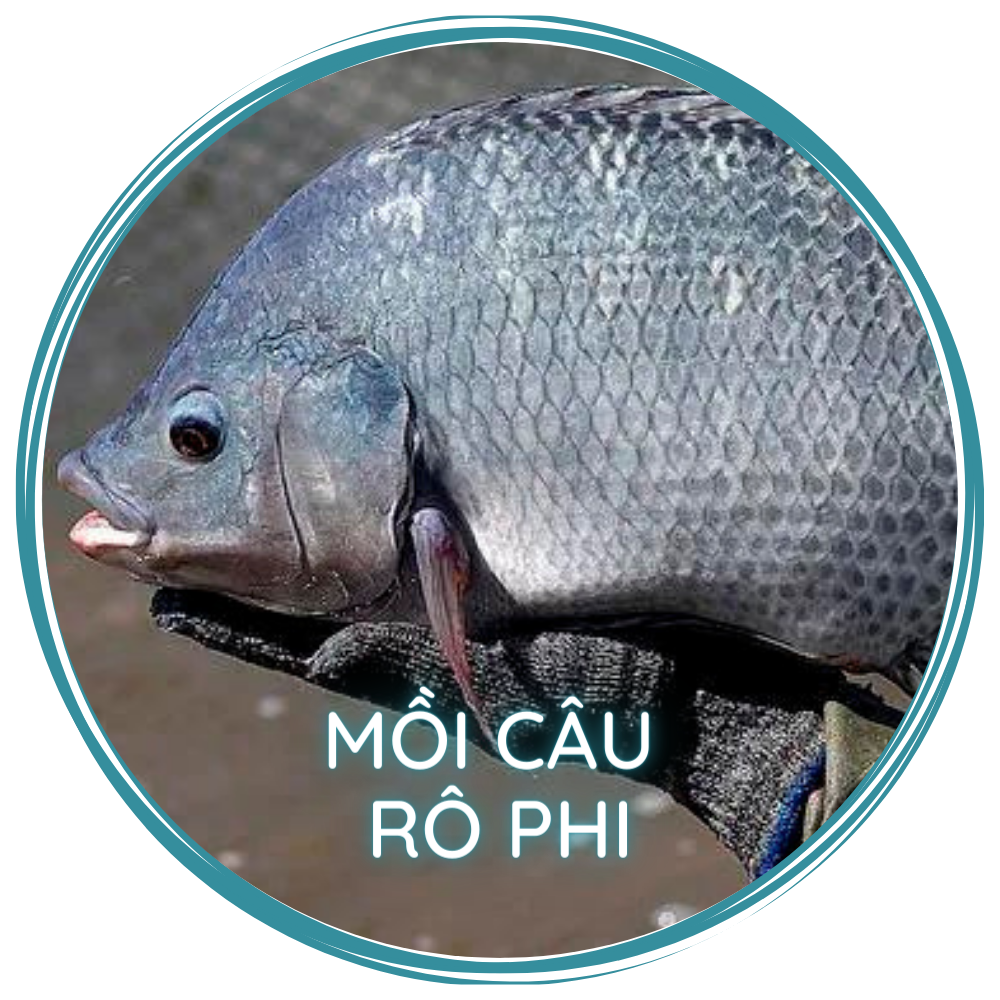 Mồi Câu Rô Phi – lavongfishingvn